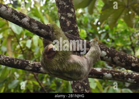 Three-toed sloth in Costa Rica Stock Photo - Alamy