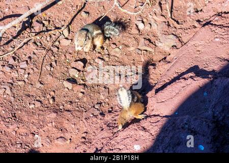Close up of two ground squirrels, one sniffs the other, Namibia, Africa ...