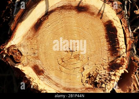 Large circular piece of wood cross section with trunk tree rings ...