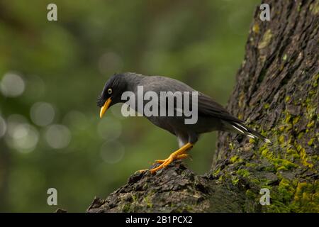 Javan Myna bird (Acridotheres javanicus) Singapore Stock Photo - Alamy