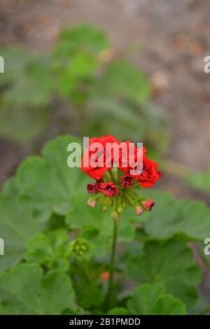 Geranium red. Grade Rosebud Supreme. Pelargonium. Flowerbed. Garden ...