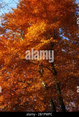 Broadleaved deciduous woodland in Autumn colours reflected on water ...