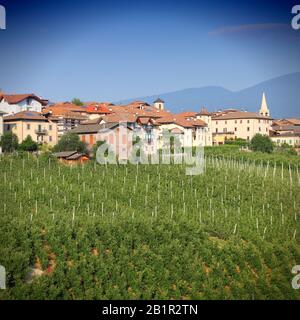 Revo town and apple orchards in Val di Non - valley in province of ...