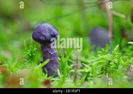 violet webcap (Cortinarius violaceus), in moss, Germany, North Rhine ...