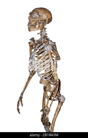 Reconstruction Of A Neanderthal Man Stock Photo - Alamy