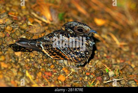 Least Nighthawk (Chordeiles pusillus Stock Photo - Alamy