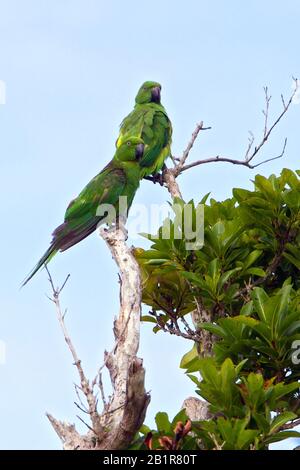 mauritius parakeet (Psittacula echo), a species of bird on the verge of ...