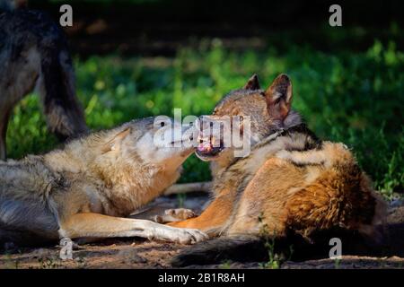 Submissive gray wolf (Canis lupus) rolling on its back among grey wolf ...