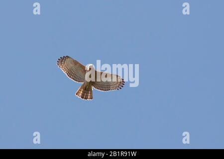 Javan hawk eagle, Java, Indonesia Stock Photo - Alamy