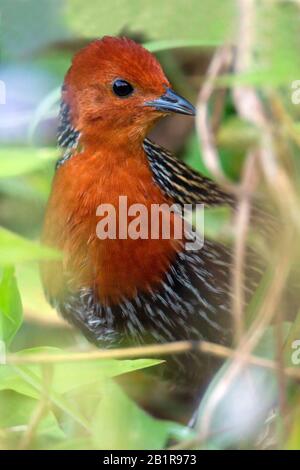 Madagascan flufftail (Sarothrura insularis) a secretive bird of ...
