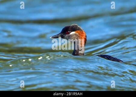 Madagascar little grebe (Tachybaptus pelzelnii), adult swimming on a ...