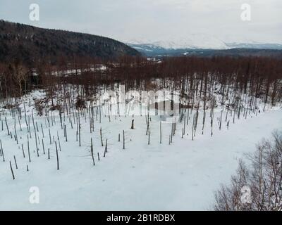 Trees rising from the frozen Shirogane Blue Pond in Hokkaido during ...