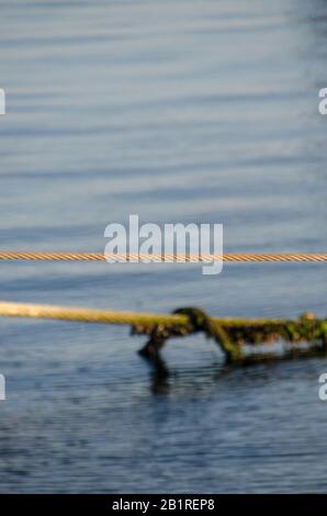Old Mossy Rope in The Sea Stock Photo - Alamy