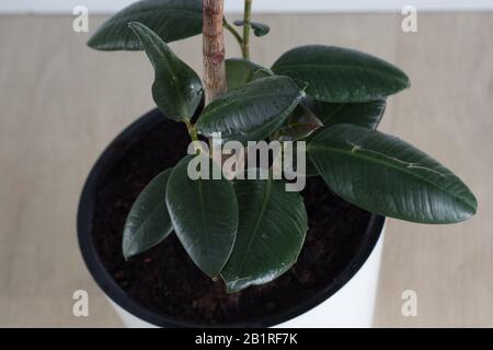 New sprouts of ficus on trunk of plant on white background Stock Photo ...
