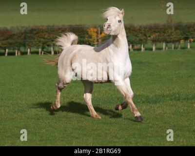 A grey Welsh Section A stallion plays in a paddock Stock Photo - Alamy