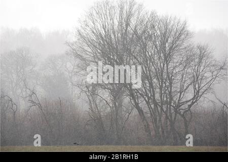 Trees hiding in the rain Stock Photo - Alamy
