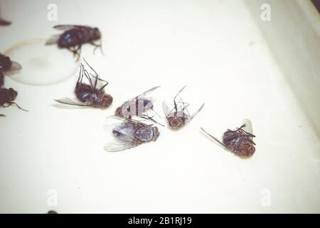 Group of dead, frozen flies close up background Stock Photo - Alamy