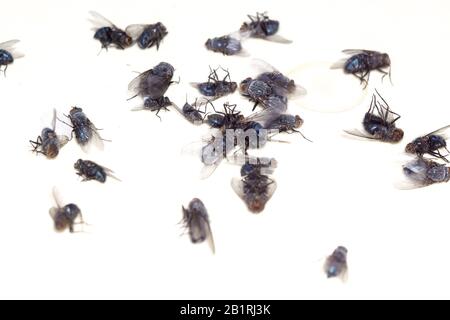 Group of dead, frozen flies close up background Stock Photo - Alamy