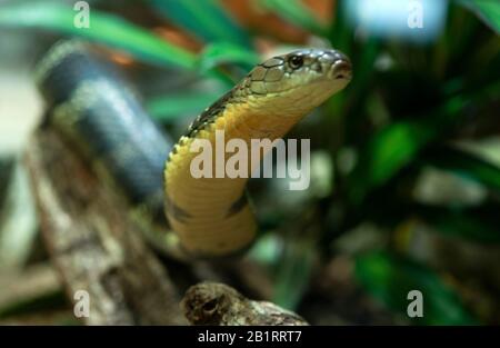 Cobra is the common name of various elapid snakes, most of which belong ...