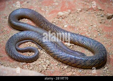 Cobra (the common name of various elapid snakes, most of which belong ...