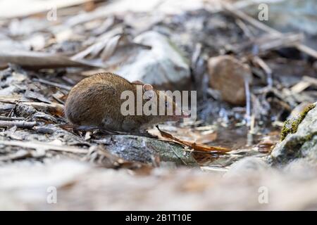 MAMMAL SHREW Short Tailed Stock Photo - Alamy