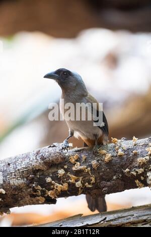 The grey treepie, also known as the Himalayan treepie, (Dendrocitta ...