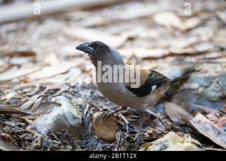 The grey treepie, also known as the Himalayan treepie, (Dendrocitta ...