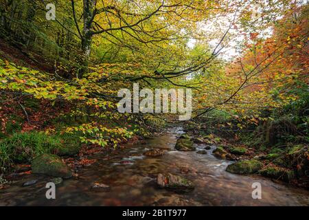 Autumn Selva de Irati beech jungle in Navarra Pyrenees Spain Stock ...