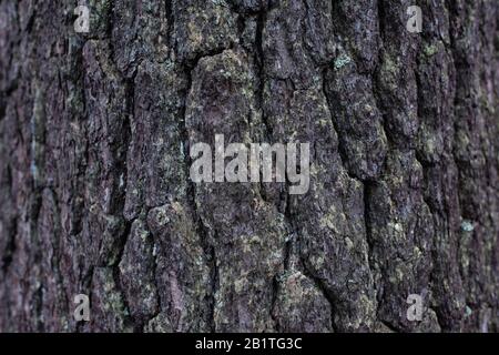 Close up of the bark on a cedar tree that is peeling Stock Photo - Alamy