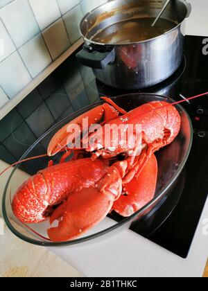 A cooked, boiled lobster, Homarus gammarus, that was caught in the ...
