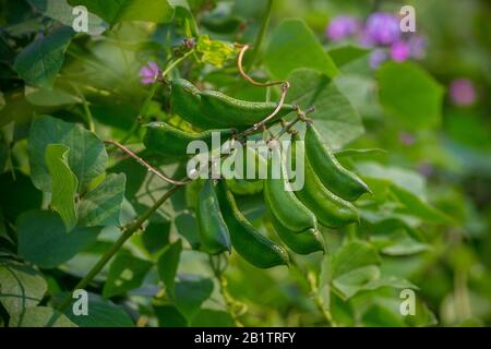 Hyacinth bean is commonly known as seim in Bangladesh Stock Photo - Alamy