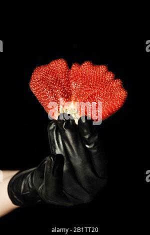 Abnormal strawberry shape in a hand in black gloves on black background ...