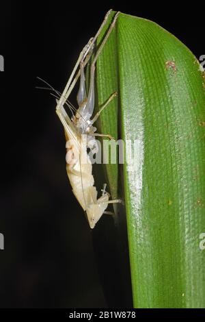 Molting insect, Katydid Stock Photo - Alamy