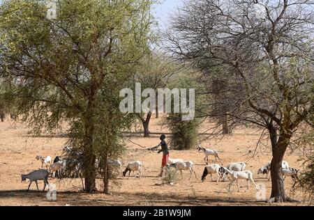 NIGER, village Namaro, tree acacia senegal which is the source of the ...
