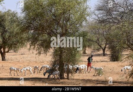 NIGER, village Namaro, tree acacia senegal which is the source of the ...