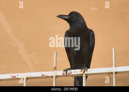 Long-billed crow (Corvus Macrorhynchos) perched atop a fence in Bangkok ...