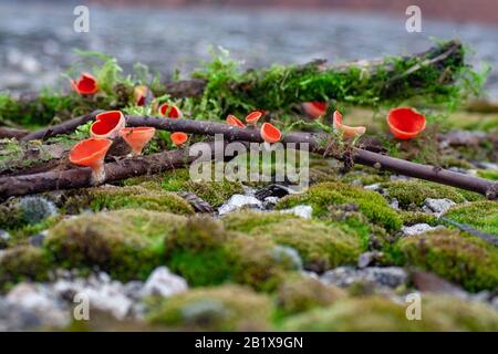 Sarcoscypha coccinea, commonly known as the scarlet elf cup, scarlet ...
