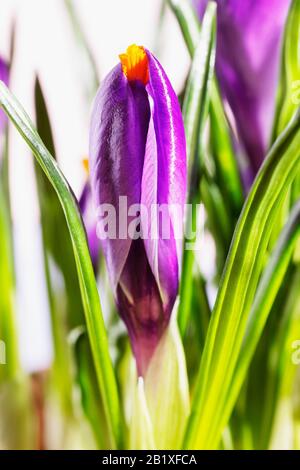 A vertical shot of delicate yellow and purple iris flower on blurred ...