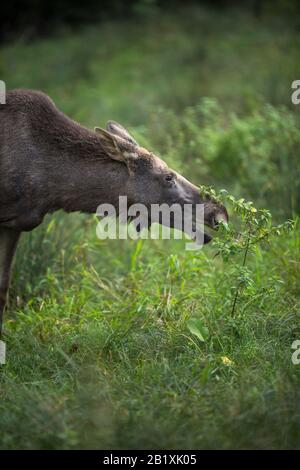 European Moose, Alces alces, also known as the elk Stock Photo - Alamy
