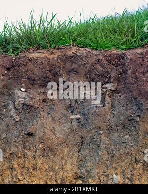 Topsoil of a Stagnosol at a cliff near Heiligenhafen Stock Photo - Alamy