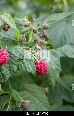 Lots of red ripe raspberries in hands. Close up of fresh organic sweet ...