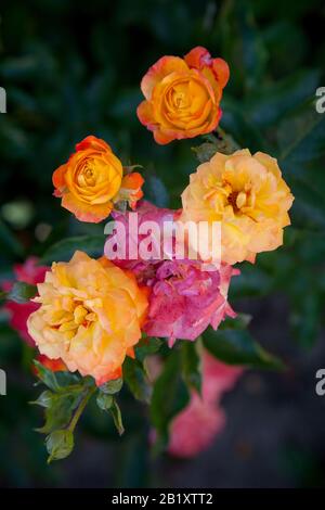 Bunches of pink and orange blossoming roses in the garden. Beautiful ...