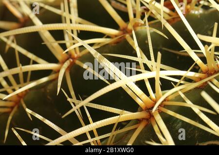 Cactus needles spines splinters macro sunlight, macro photography Stock ...