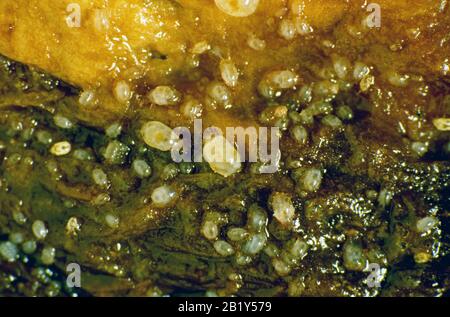 Bulb mites (Rhizoglyphus callae) secondary infestion on rotting ...
