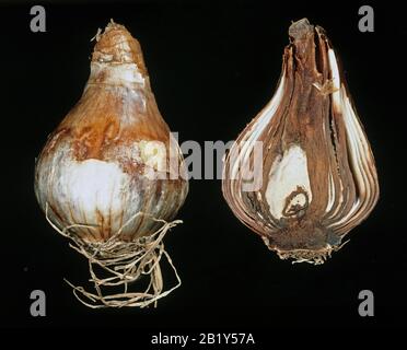 Basal rot Fusarium oxysporum internal damage in section of freesia ...