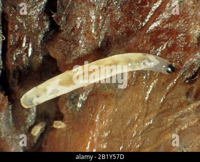 Sciarid fly or fungus gnat Lycoriella sp larvae on mushroom compost ...
