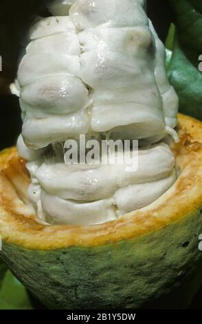 Cocoa or cacao beans, used in hot chocolate drink, chocolate, butter ...