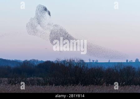 The spectacular sight of starling murmurations over Shapwick Heath on ...