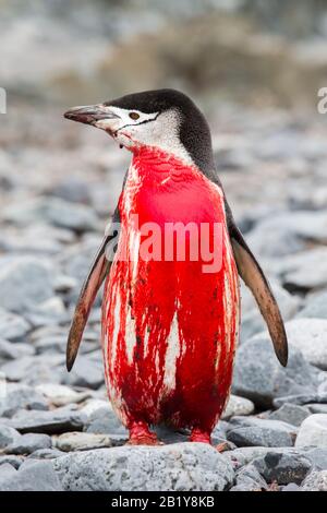 An injured and bleeding Chinstrap Penguin, that was probably attacked ...