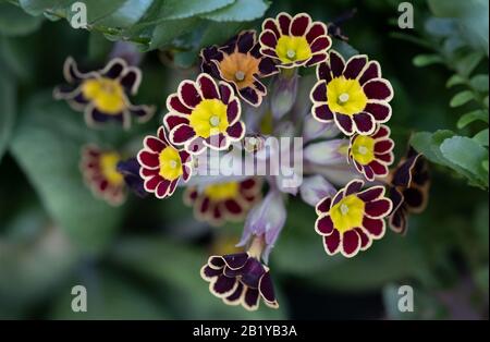 Dark coloured Silver Lace Primula flowers, photographed in close up ...